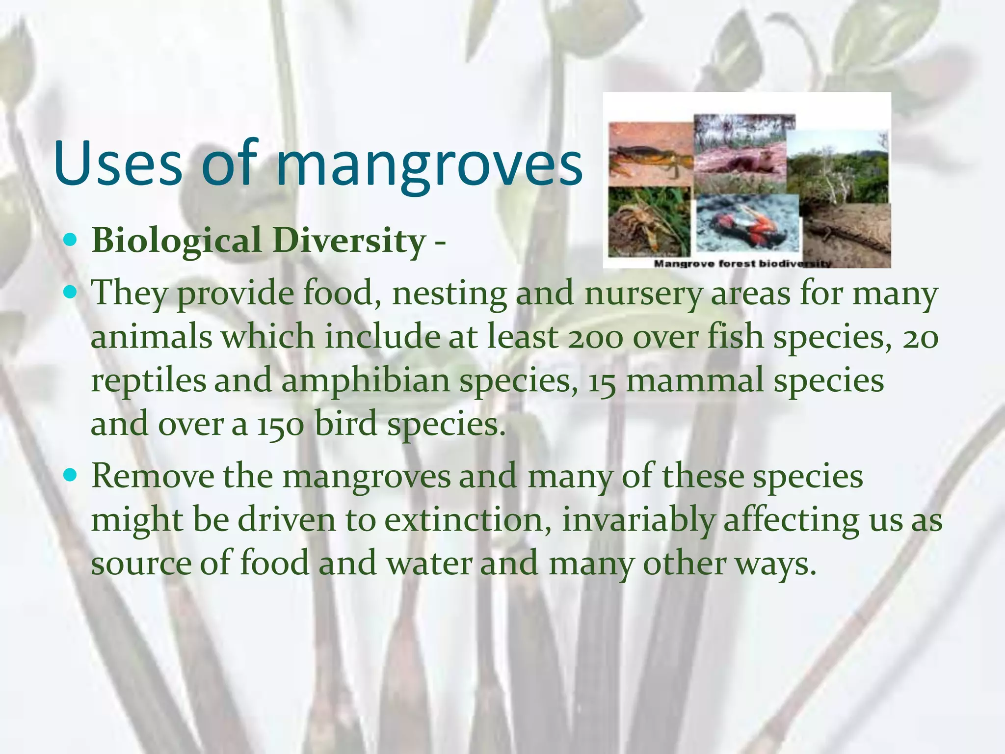 Mangroves | PPTX