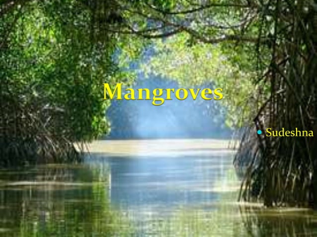 Mangroves | PPTX | Environmental Services Industry | Industries