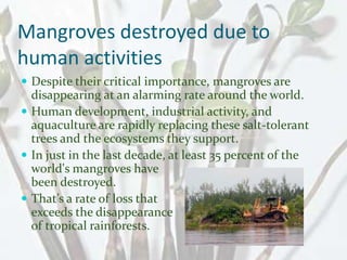 Mangroves | PPTX