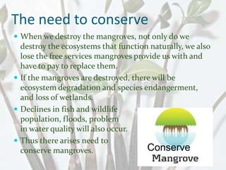 Mangroves | PPTX