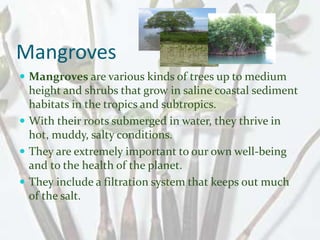 Mangroves | PPTX