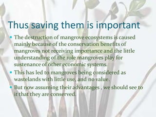 Mangroves | PPTX