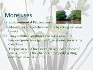Mangroves | PPTX