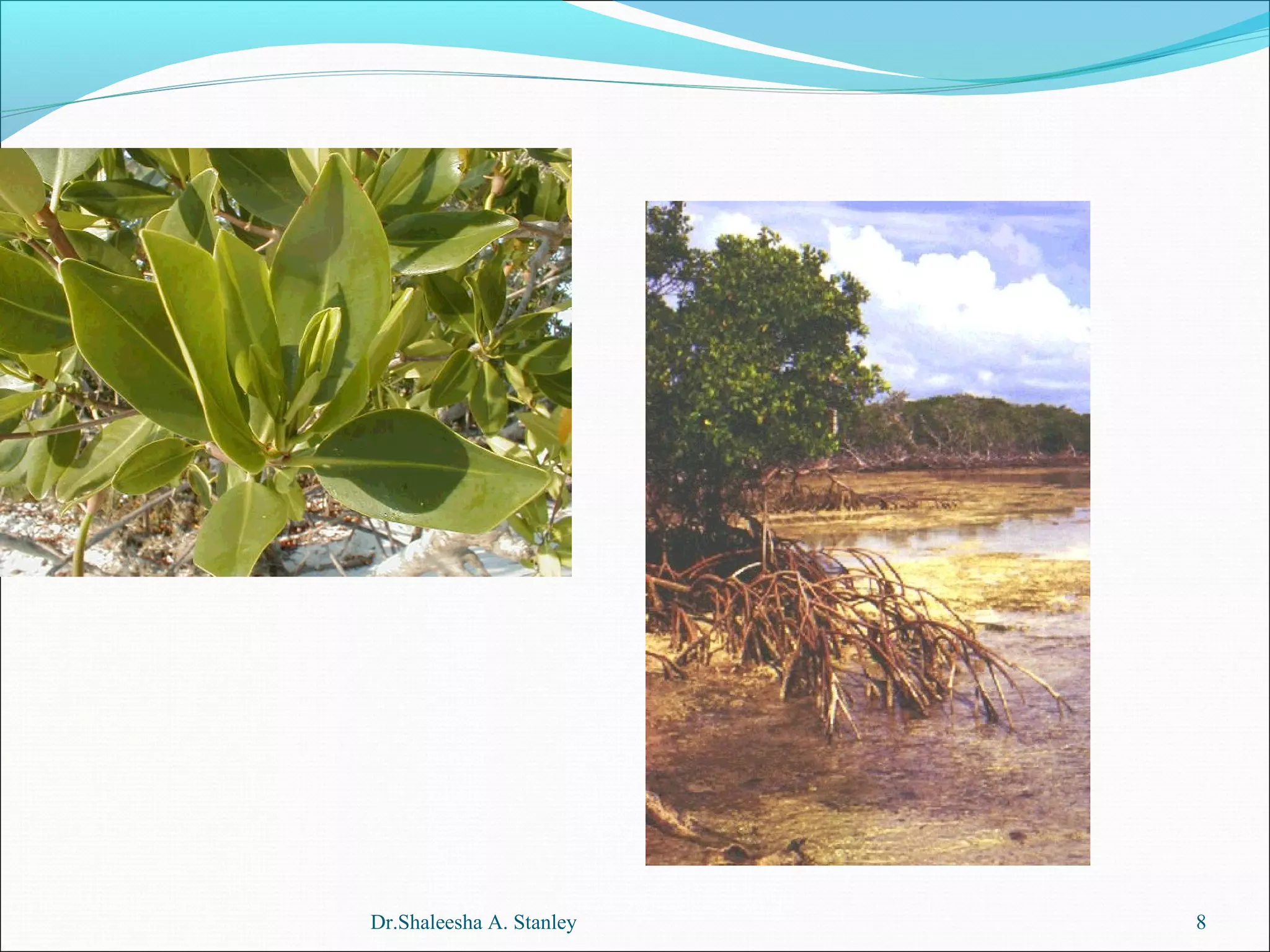 Mangroves | PPT