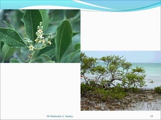 Mangroves | PPT