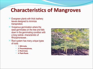Mangroves | PPT