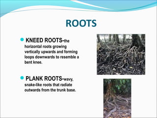 Mangroves | PPT
