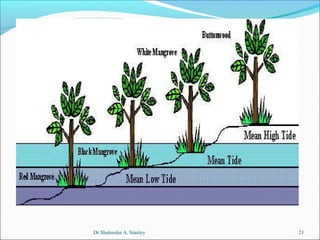 Mangroves | PPT