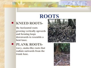 Mangroves | PPT
