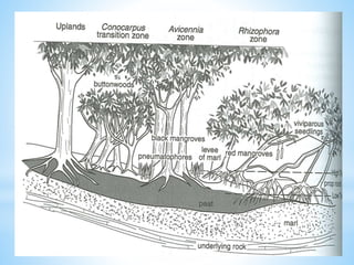 Mangroves Diagram
