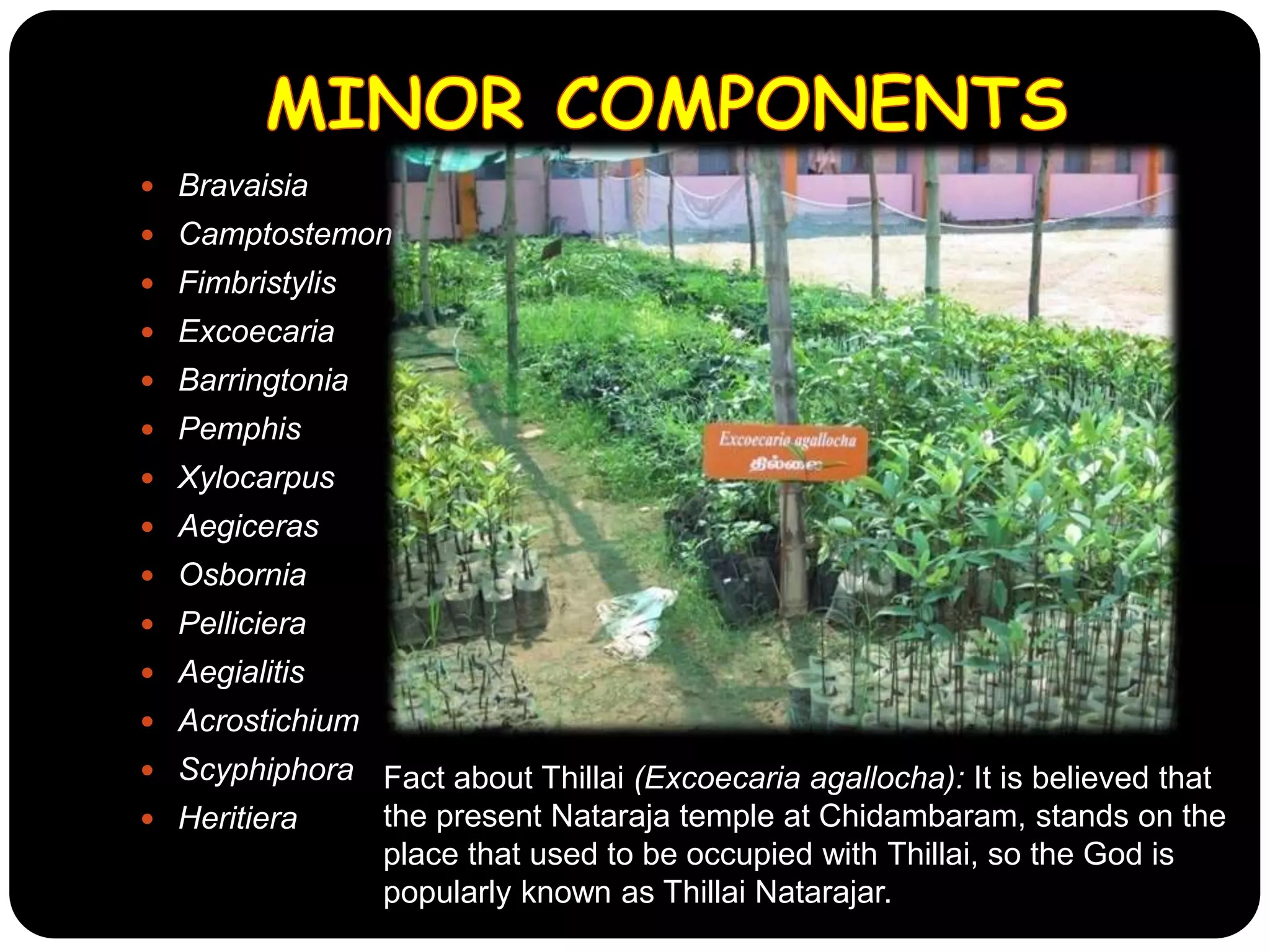 Mangroves - A paradise of biodiversity | PPTX