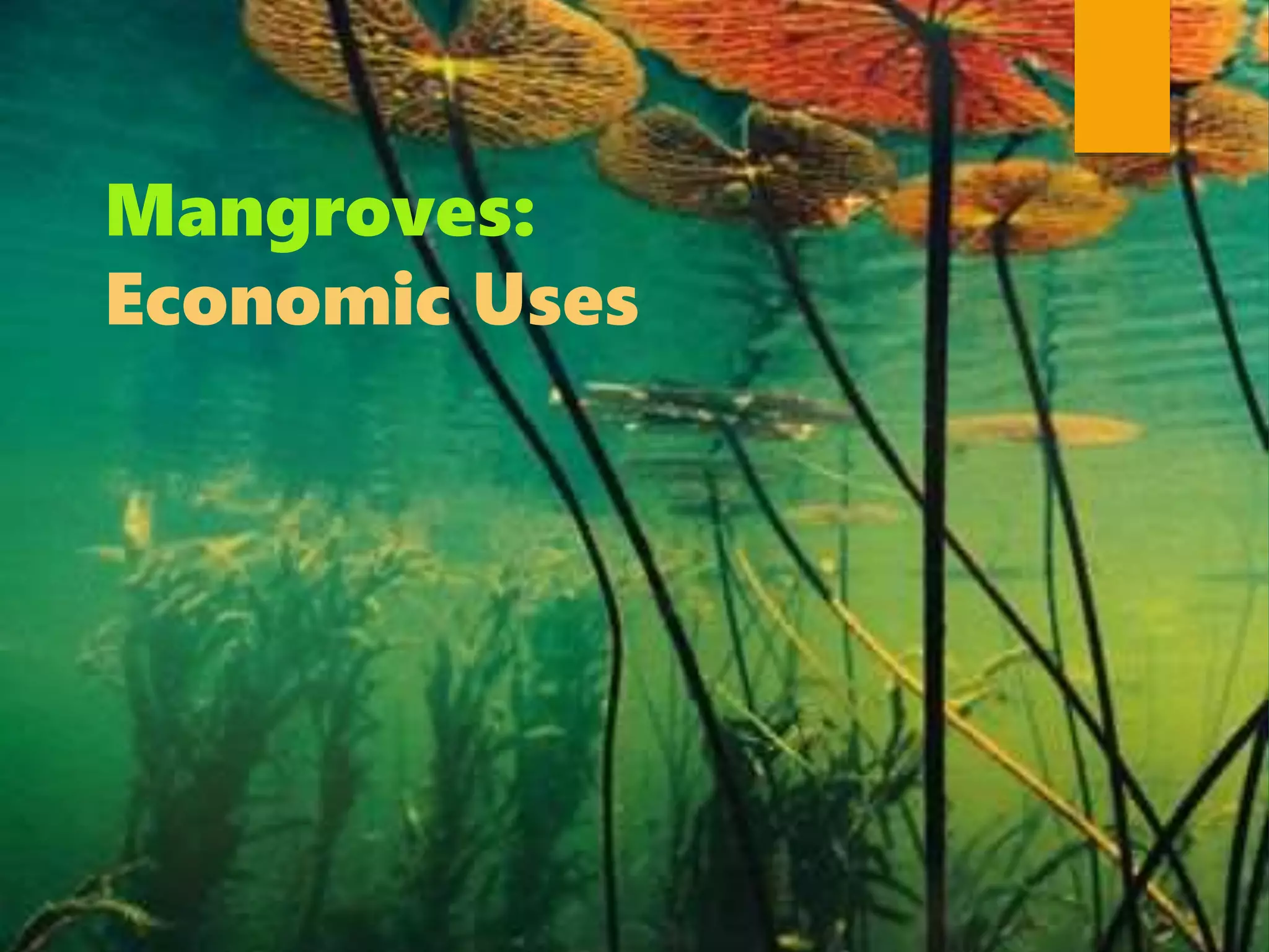 Mangroves | PPT