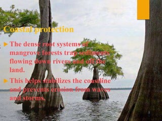 Mangroves | PPTX
