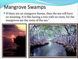 Mangrove Reef System