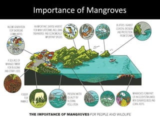 Mangroves introduction | PPTX