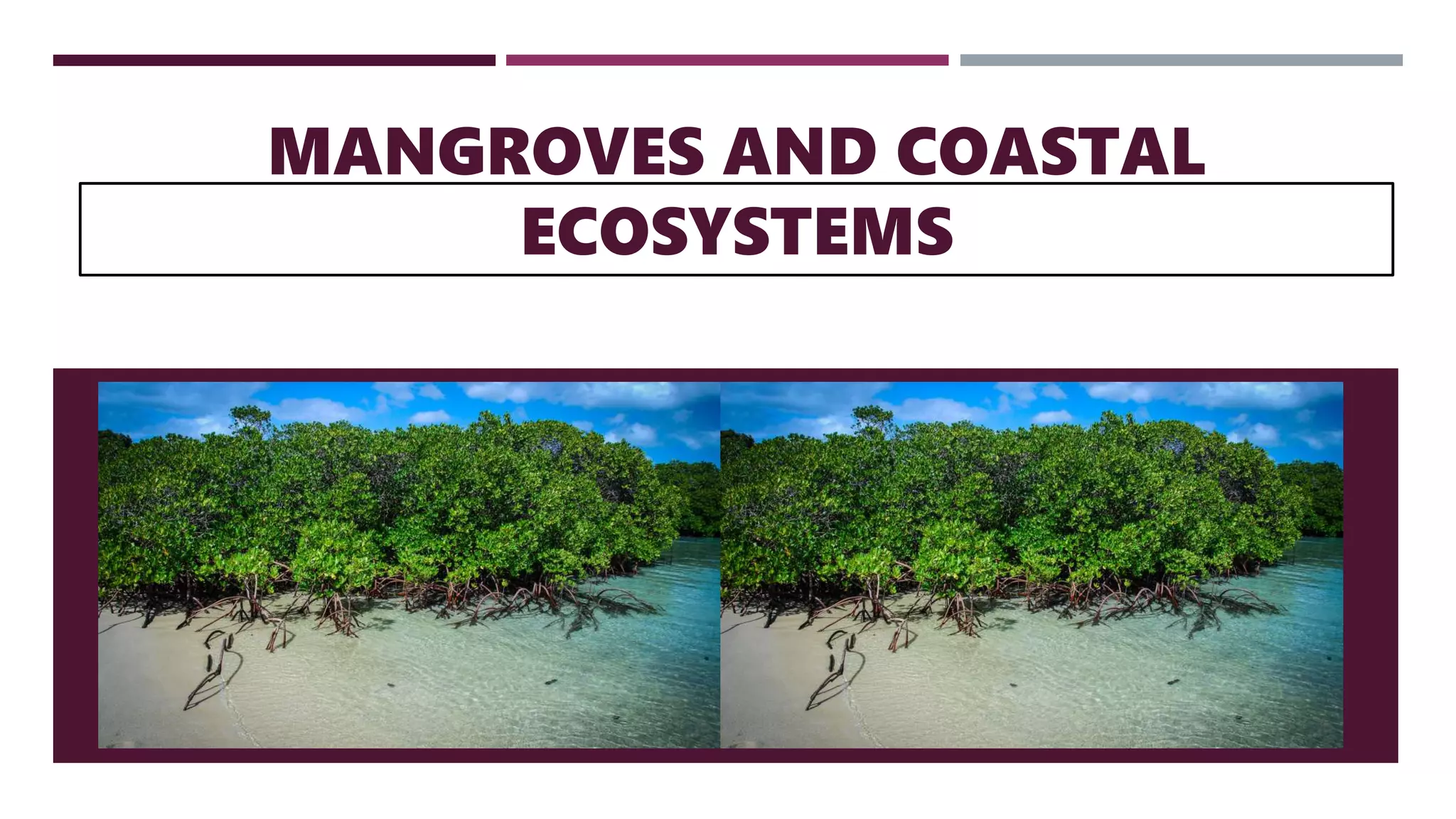 Mangroves and their importance with Threats iucn ppt | PPTX