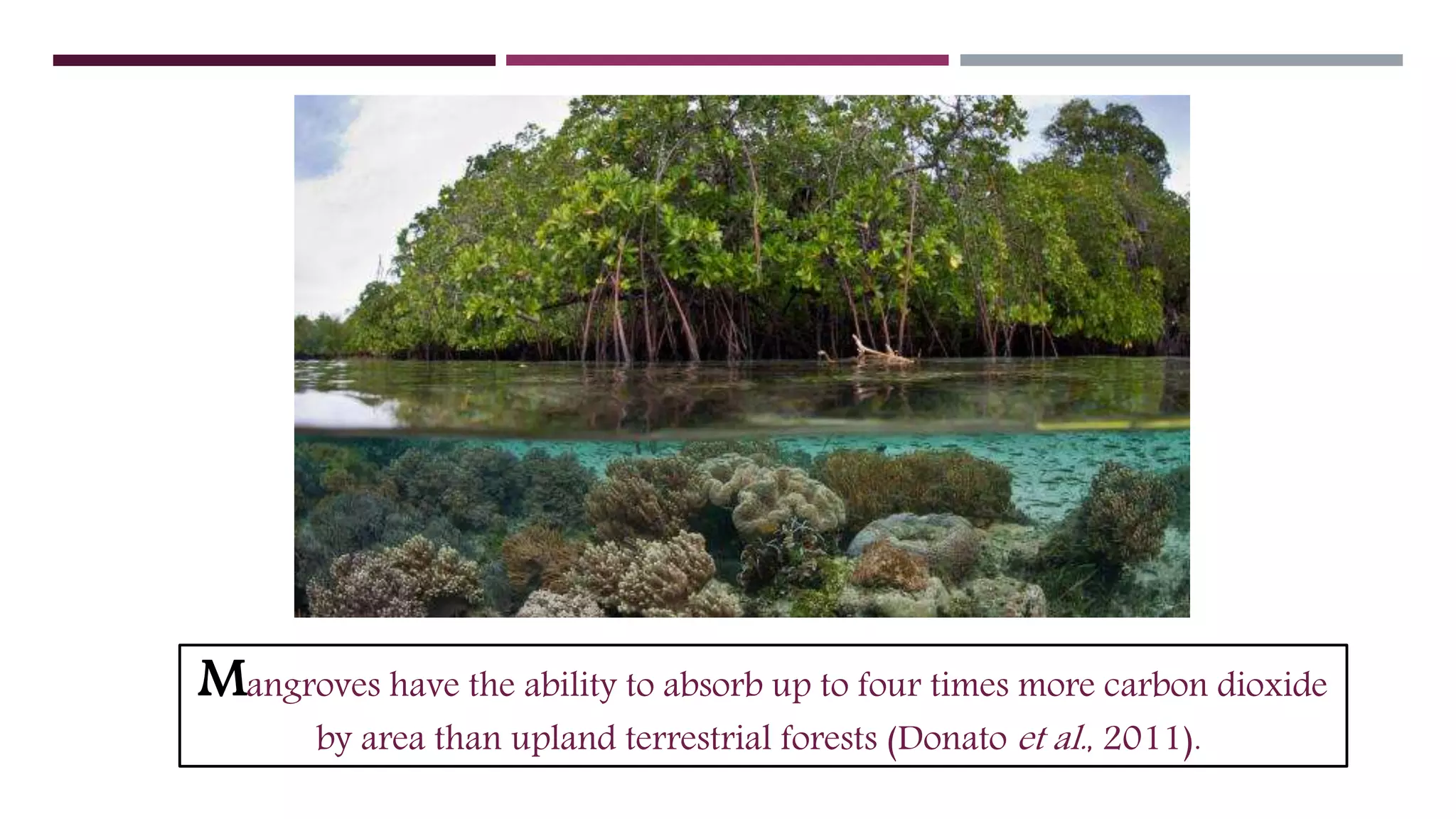 Mangroves and their importance with Threats iucn ppt | PPTX