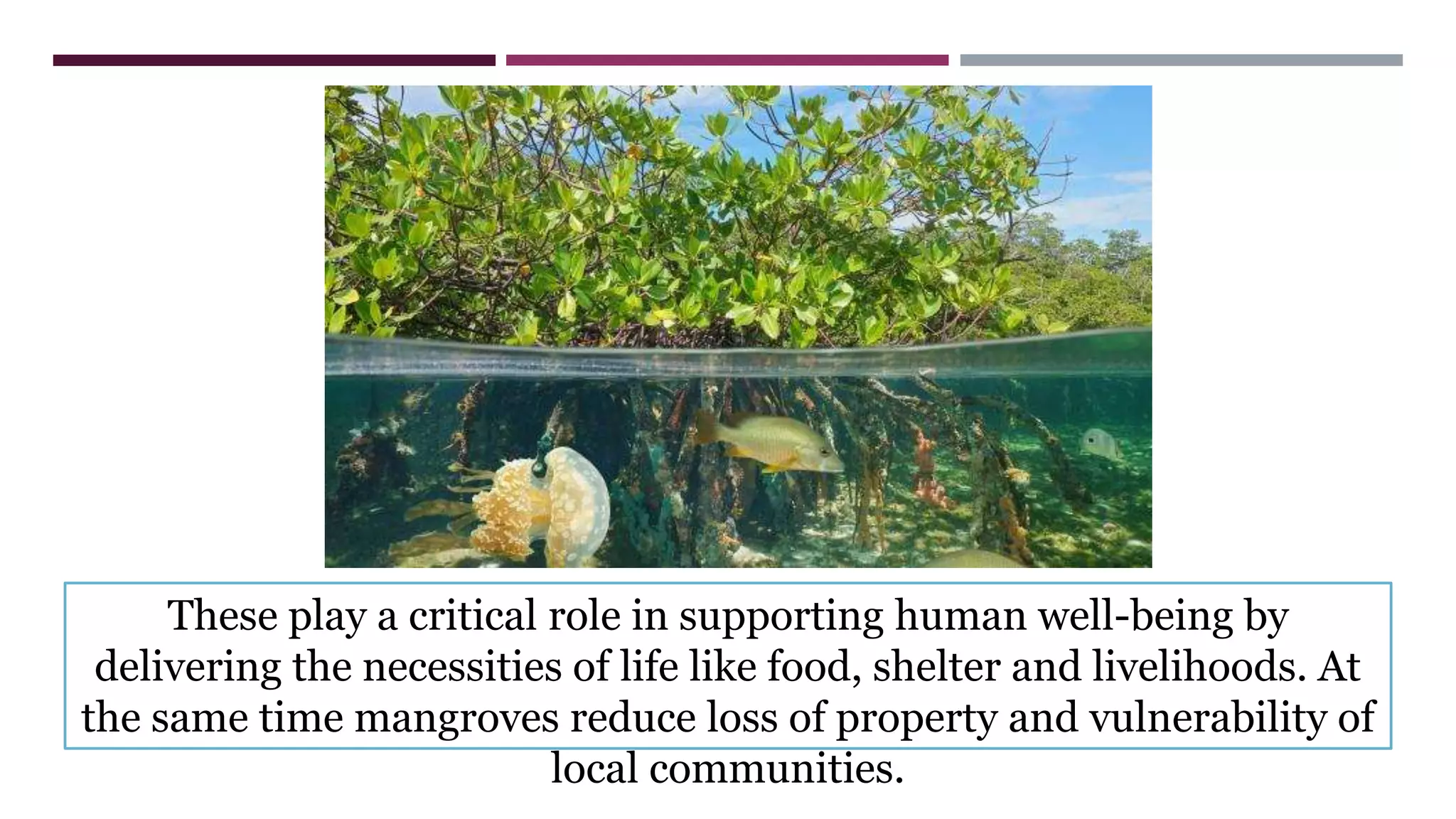Mangroves and their importance with Threats iucn ppt | PPTX