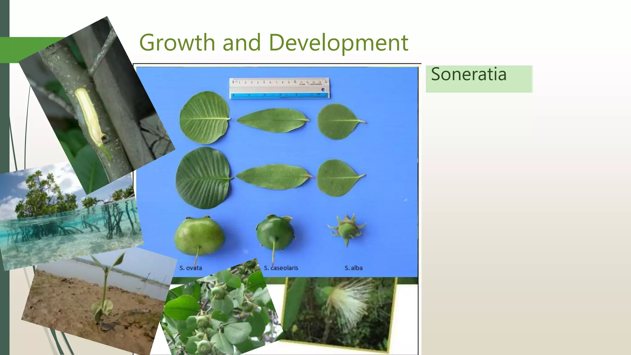 Mangroves_Key_Characteristics_and_Enviro.pptx