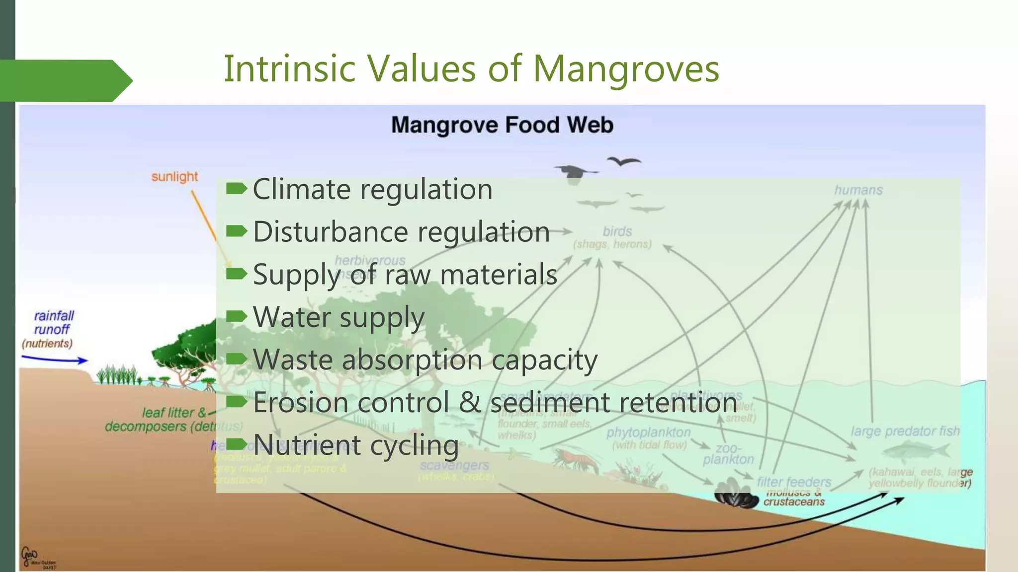 Mangroves_Key_Characteristics_and_Enviro.pptx