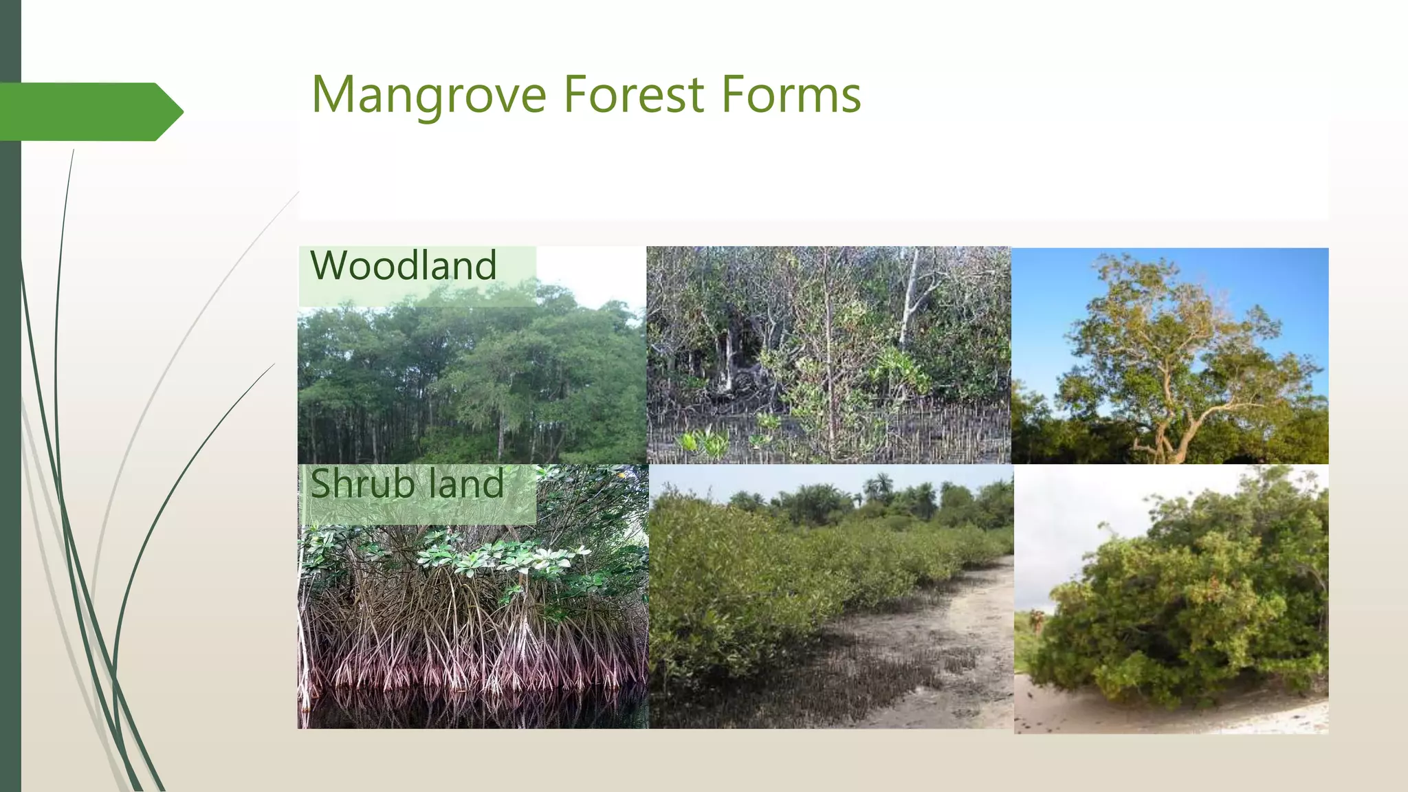 Mangroves_Key_Characteristics_and_Enviro.pptx