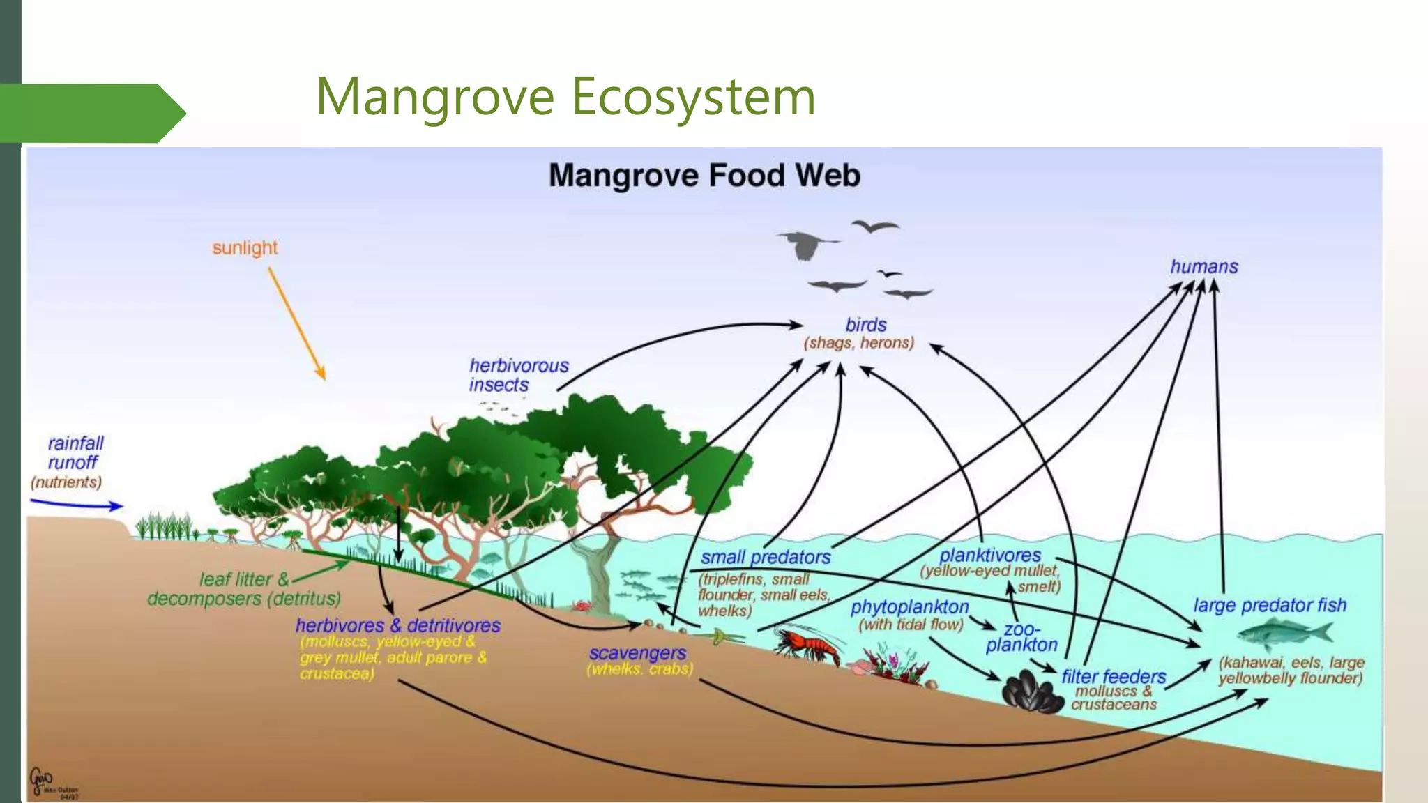 Mangroves_Key_Characteristics_and_Enviro.pptx