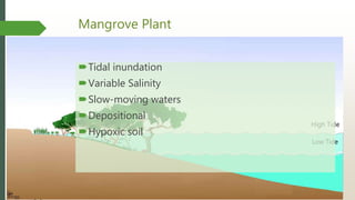 Mangroves_Key_Characteristics_and_Enviro.pptx