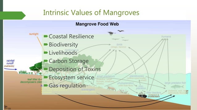 Mangroves_Key_Characteristics_and_Enviro.pptx