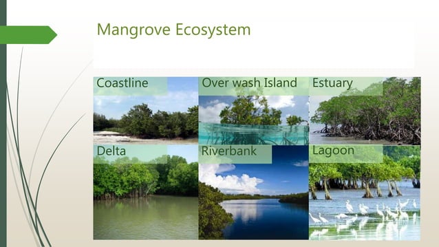 Mangroves_Key_Characteristics_and_Enviro.pptx
