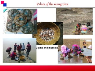 Mangroves of Raigad | PPTX