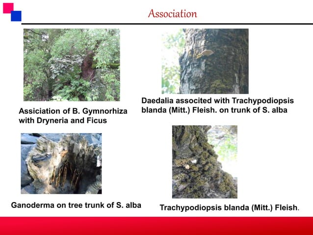 Mangroves of Raigad | PPT