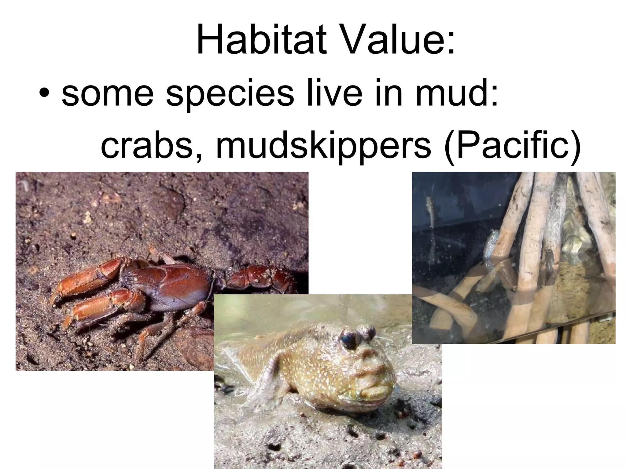 Mangroves power point | PPT