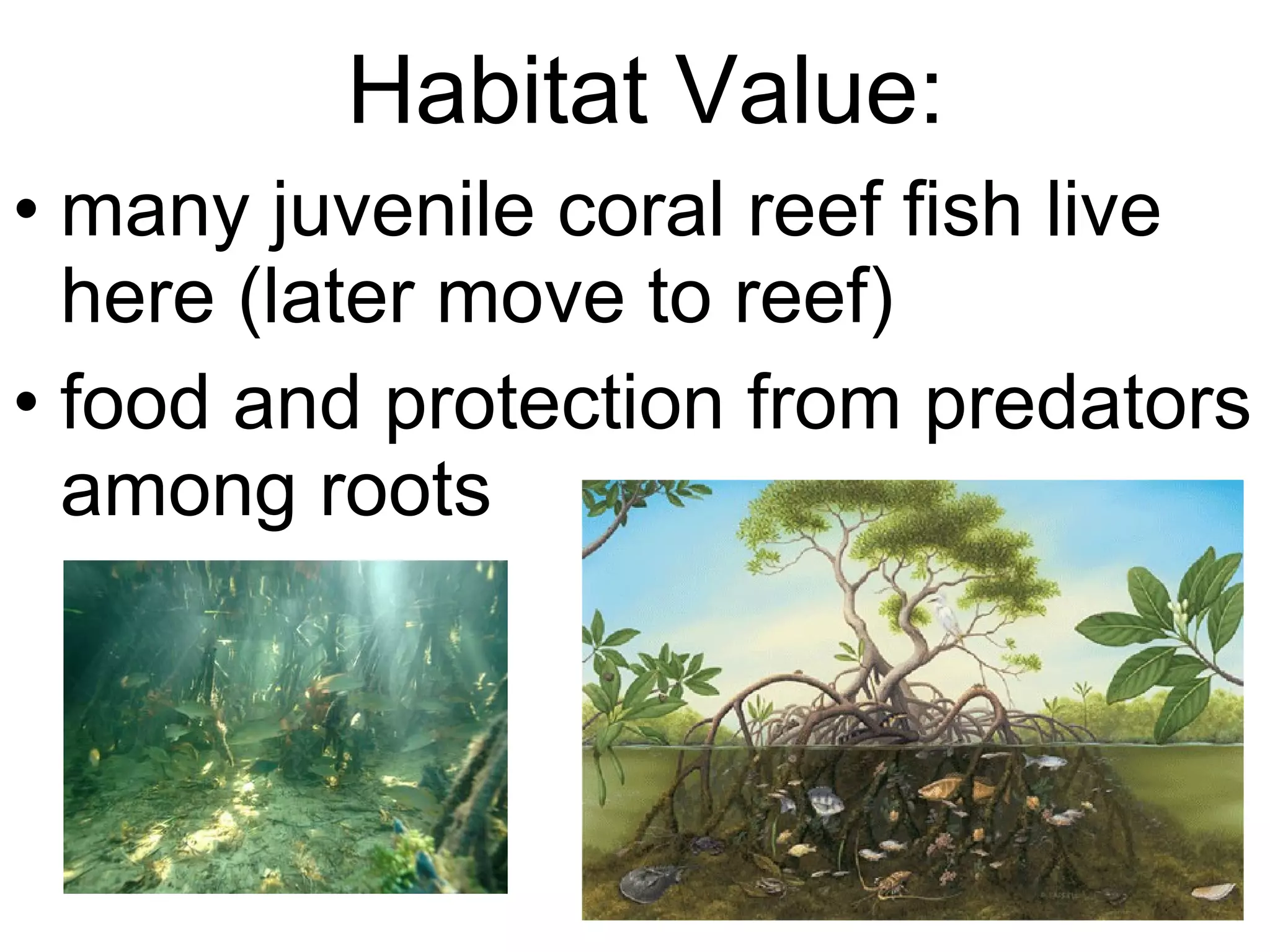 Mangroves power point | PPT