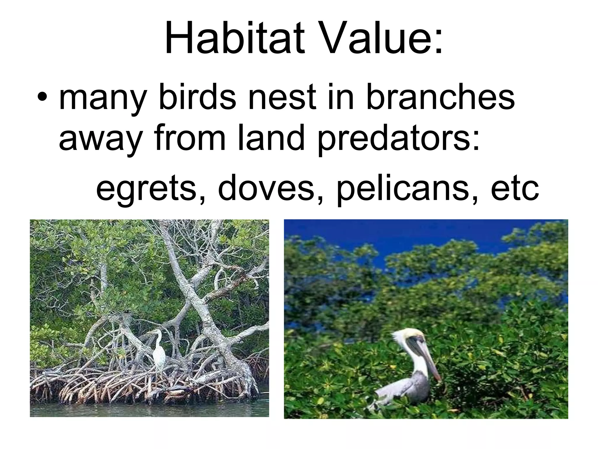 Mangroves power point | PPT