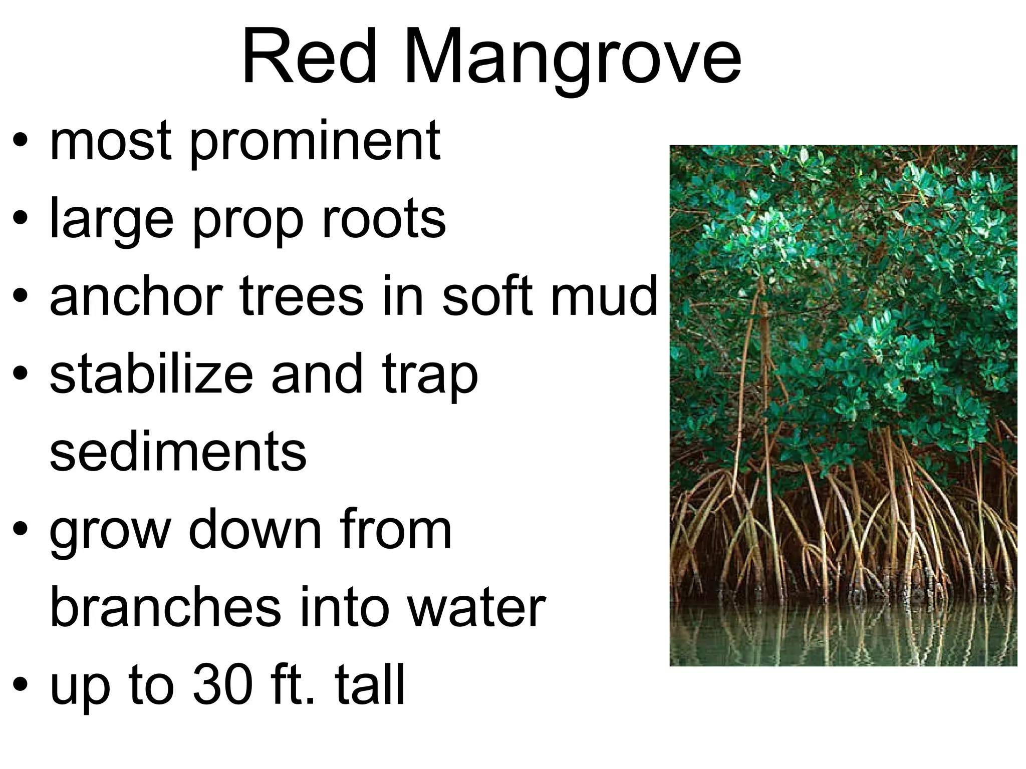 Mangroves power point | PPT