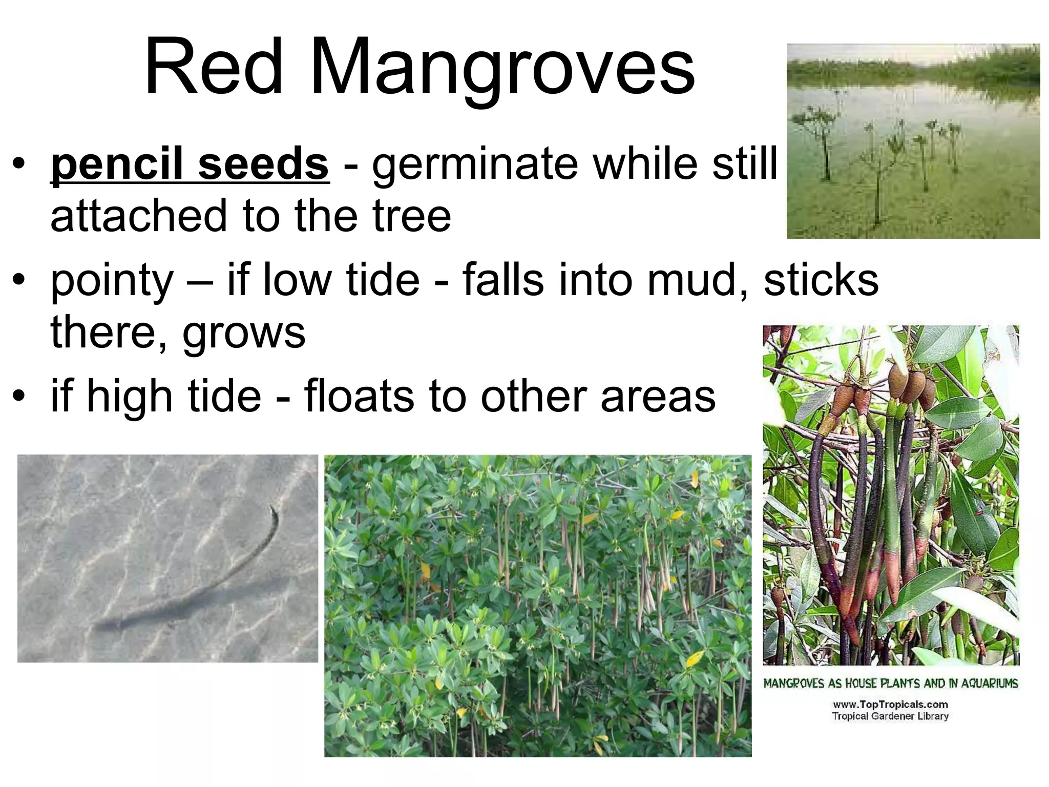 Mangroves power point | PPT