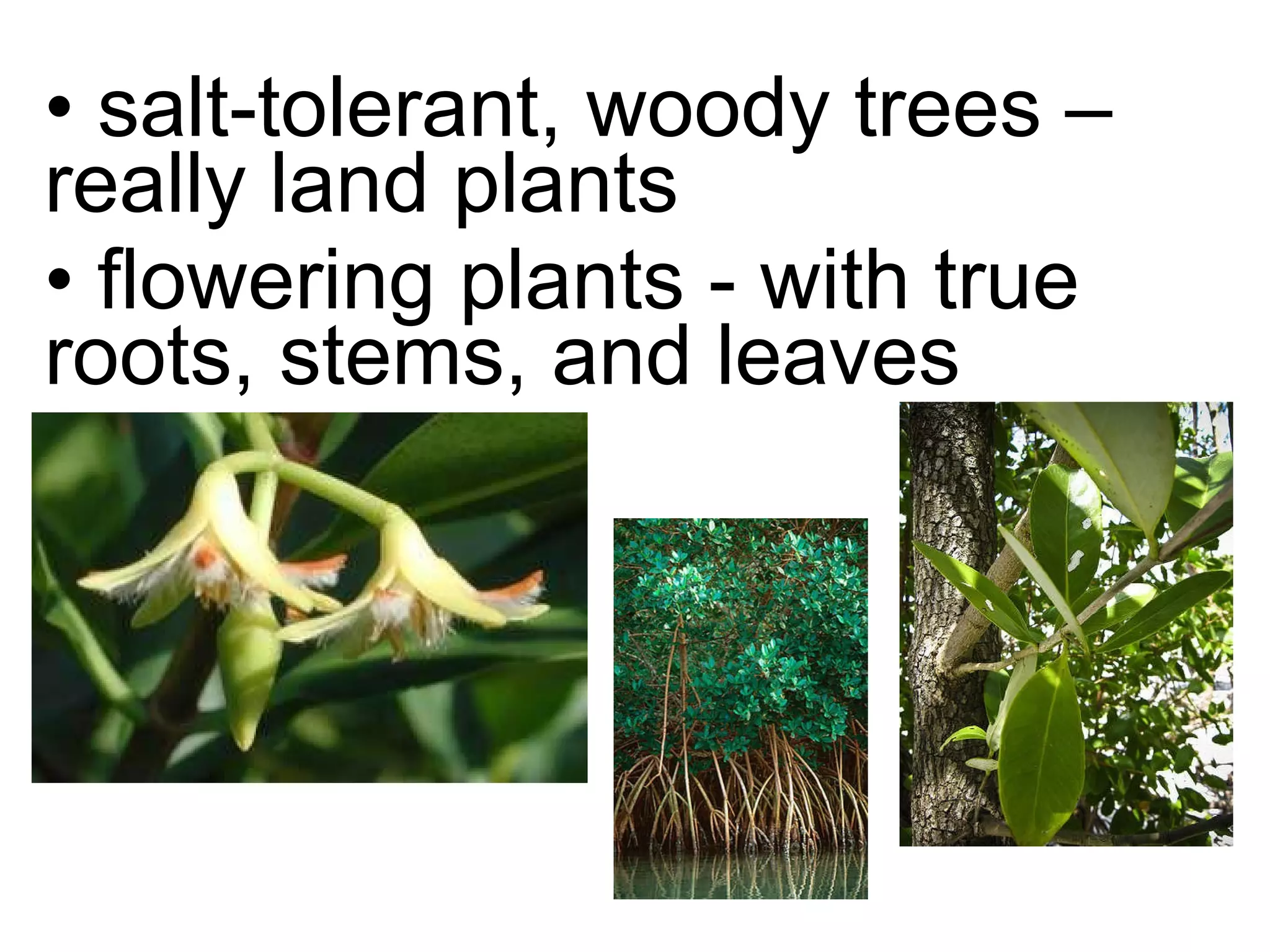 Mangroves power point | PPT