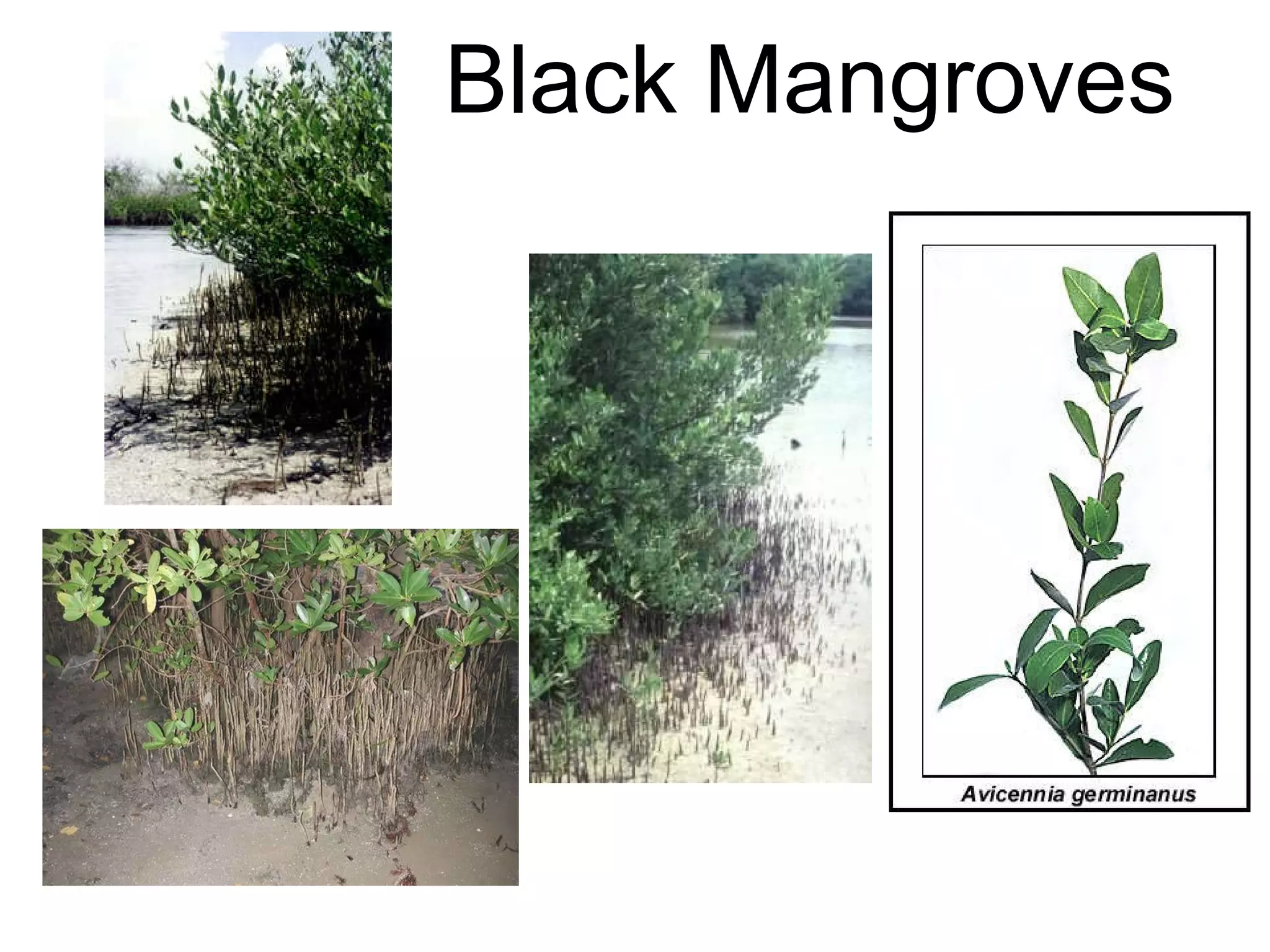 Mangroves power point | PPT