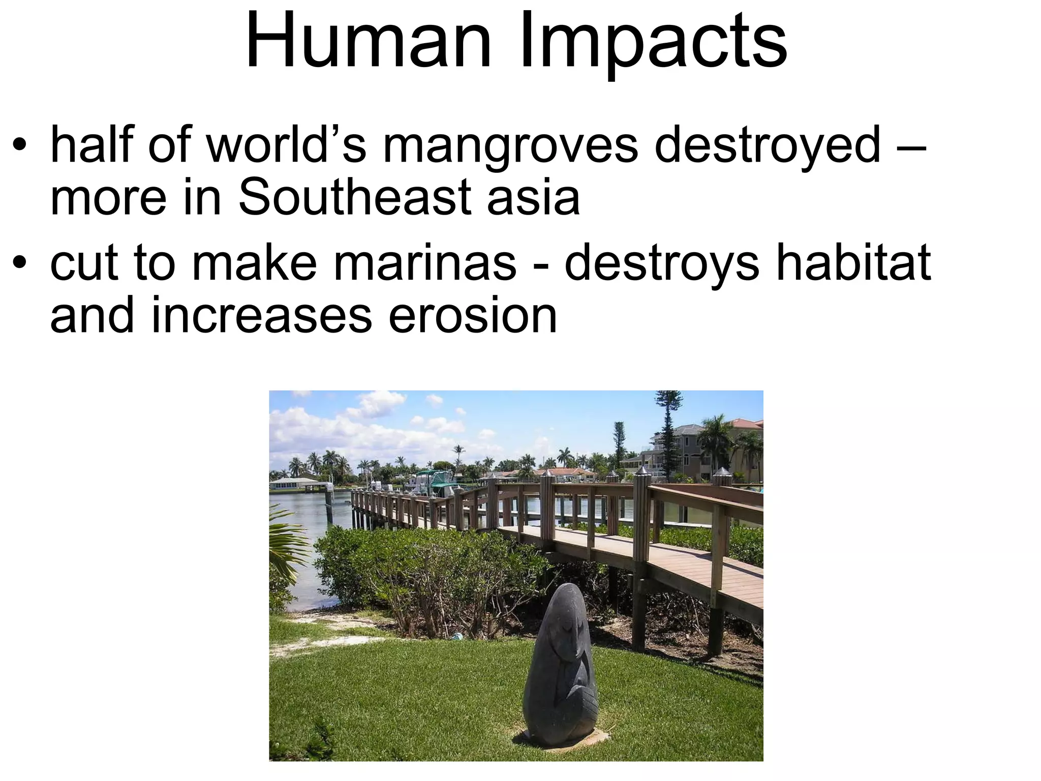 Mangroves power point | PPT