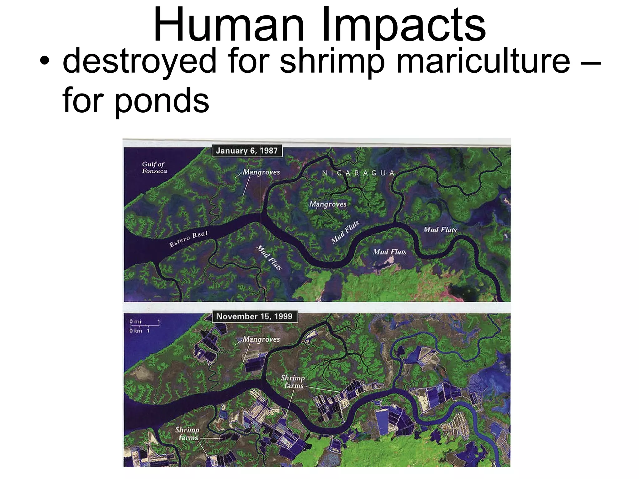 Mangroves power point | PPT