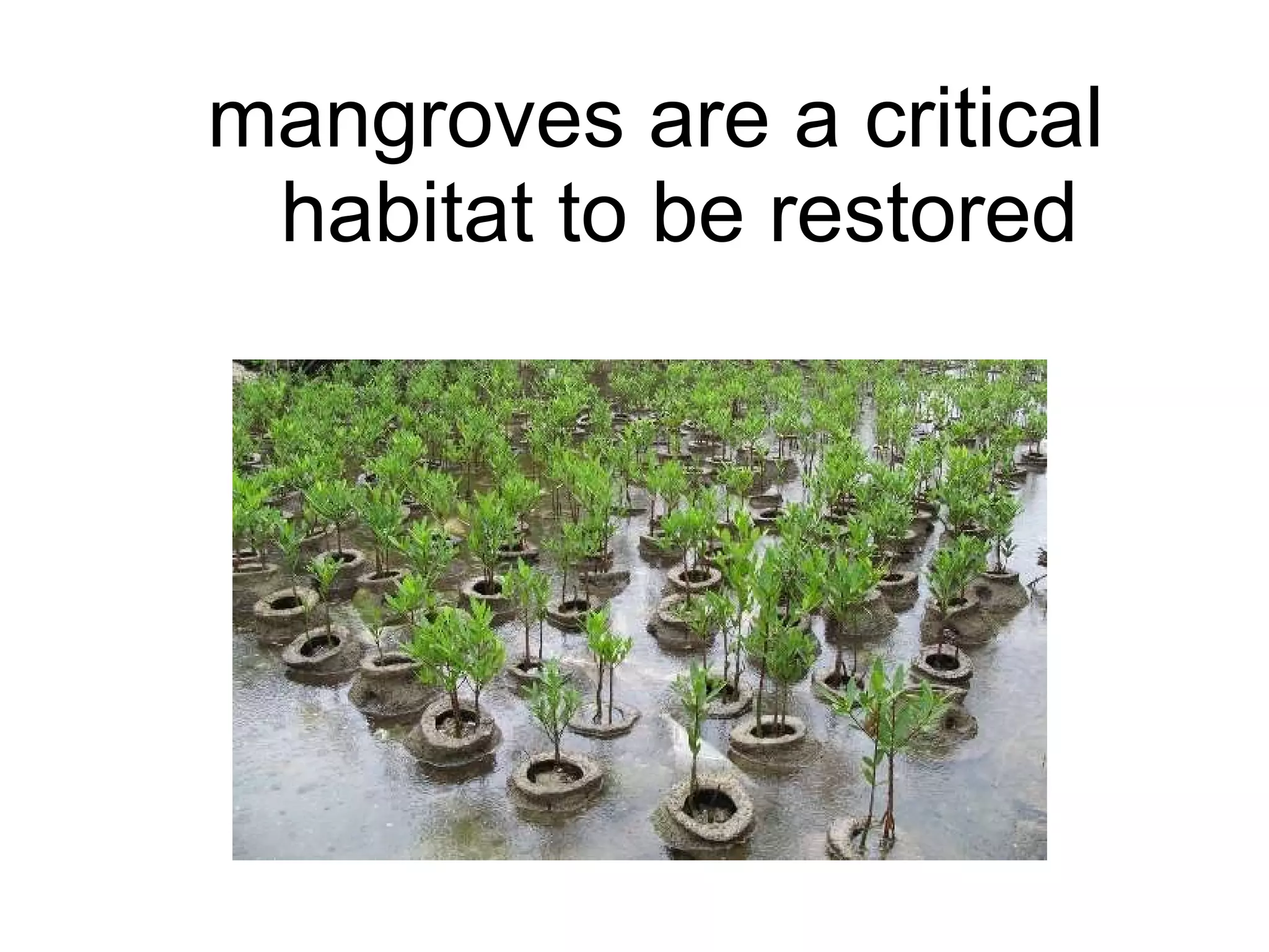 Mangroves power point | PPT