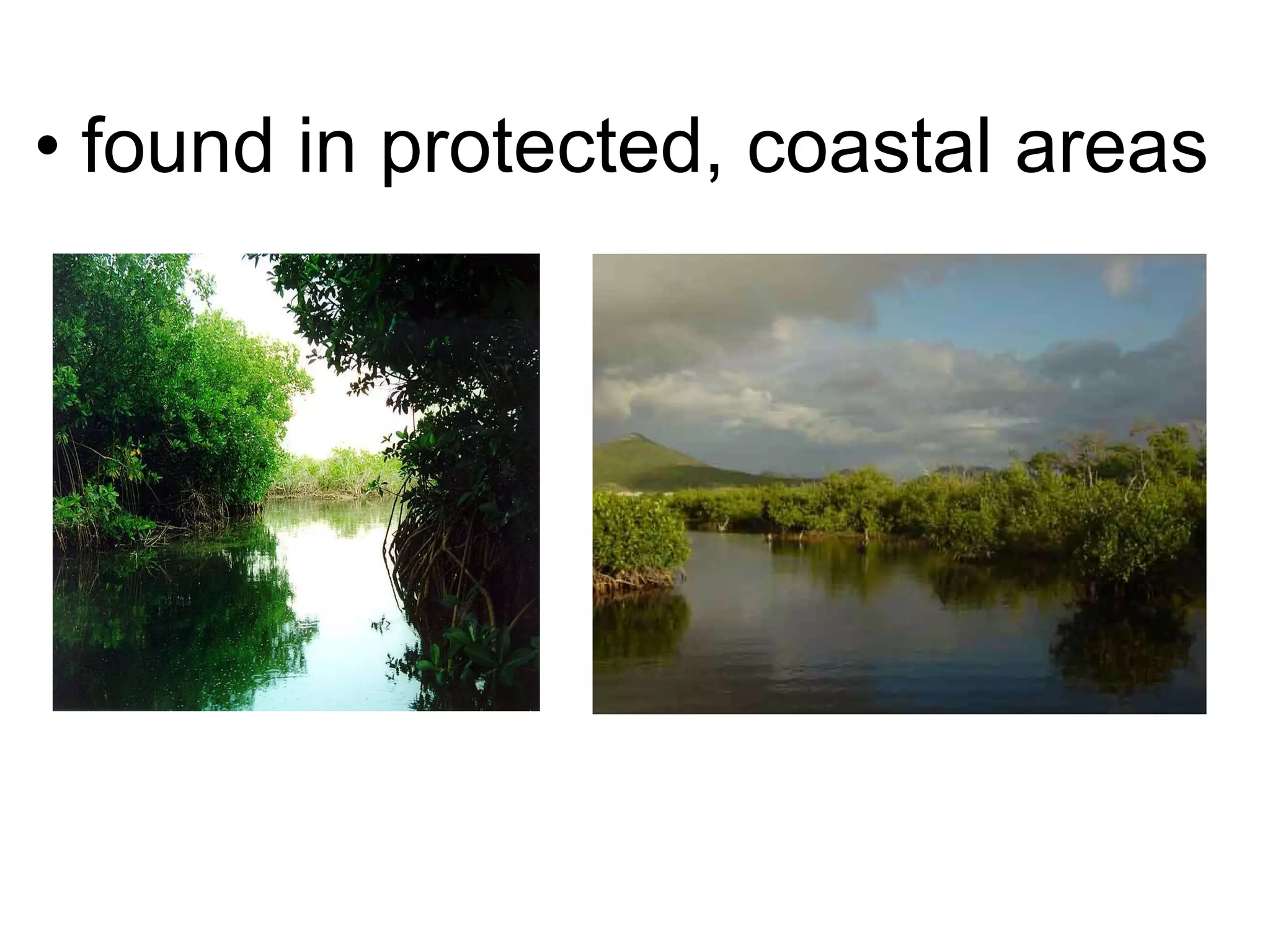 Mangroves power point | PPT