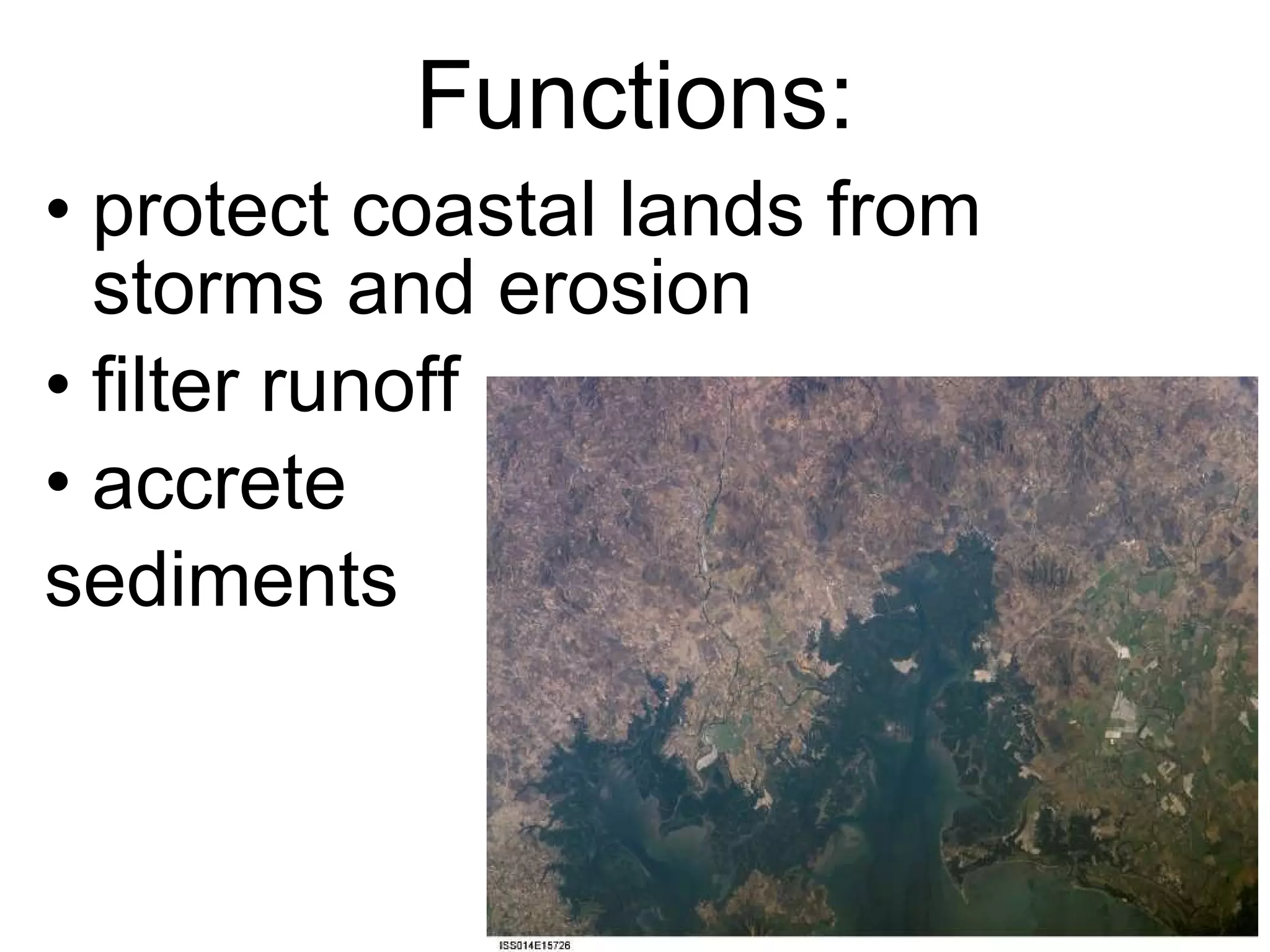 Mangroves power point | PPT
