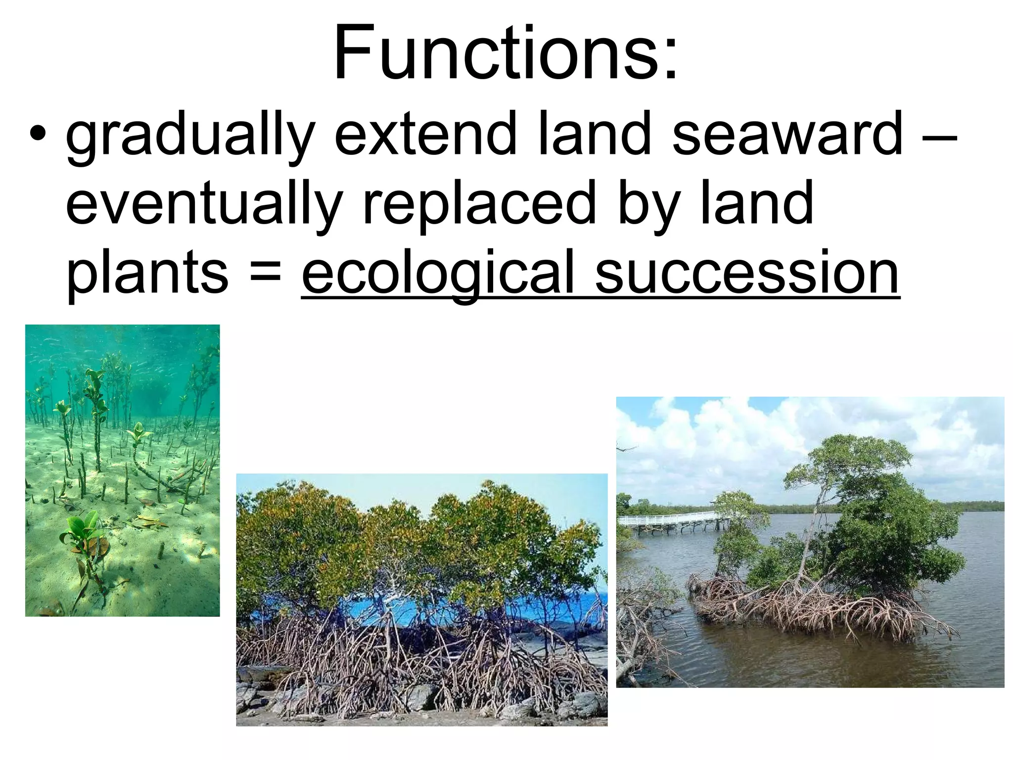Mangroves power point | PPT