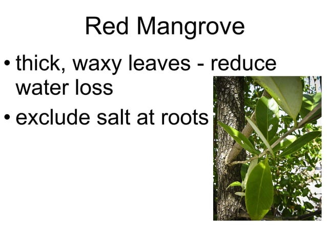 Mangroves power point | PPT | Geography | Science