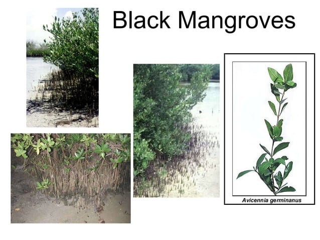 Mangroves power point | PPT | Geography | Science