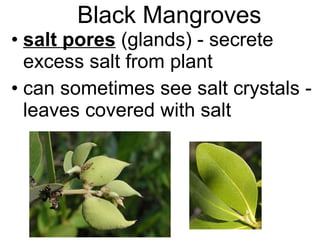 Mangroves power point | PPT