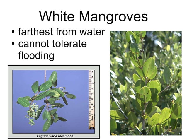 Mangroves power point | PPT | Geography | Science