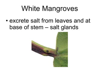 Mangroves power point | PPT