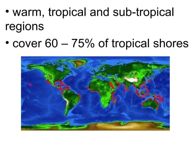 Mangroves power point | PPT | Geography | Science